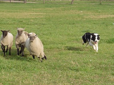 Ganadería extensiva: El perro pastor... un compañero...un equipo!!!